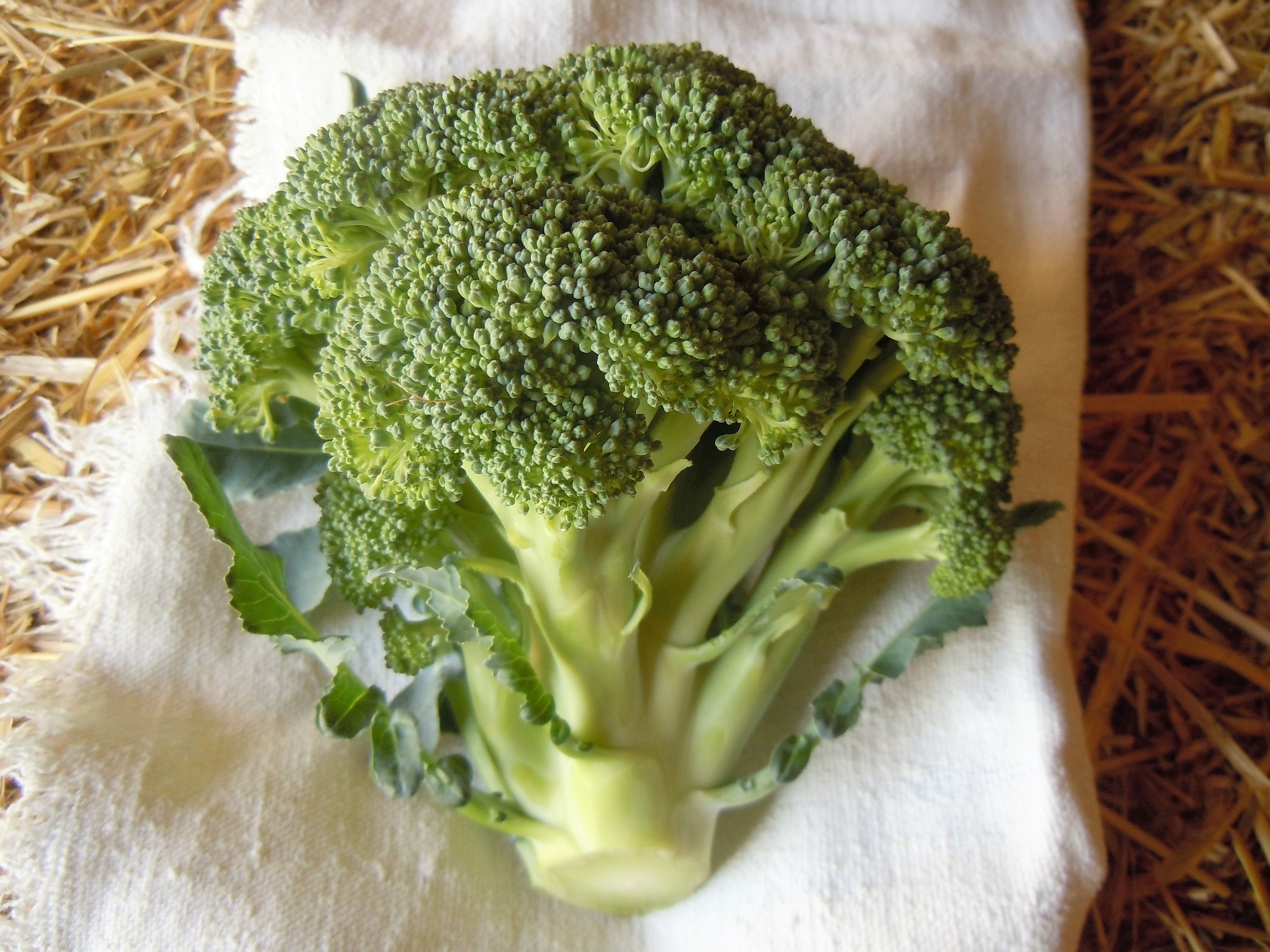 Broccolo | Sapori di Capolavia