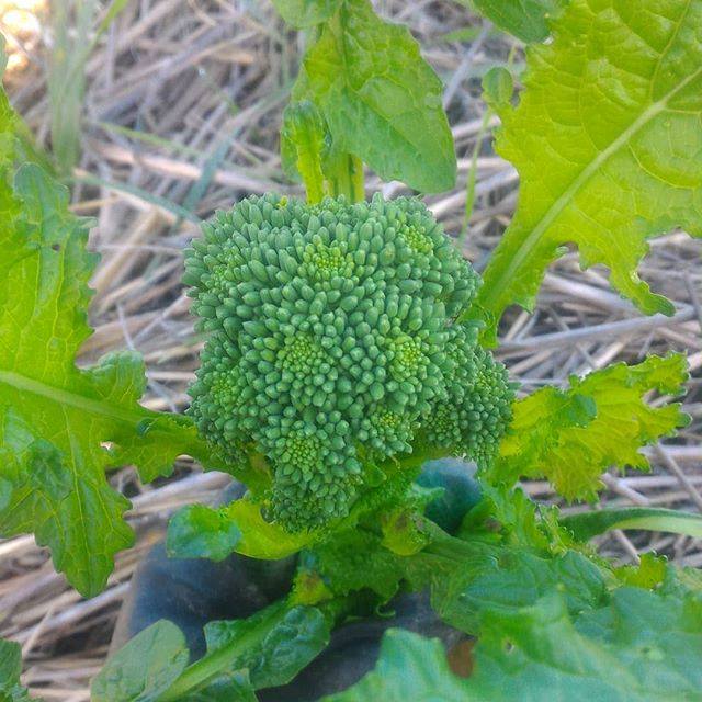 Cime di Rapa | Sapori di Capolavia