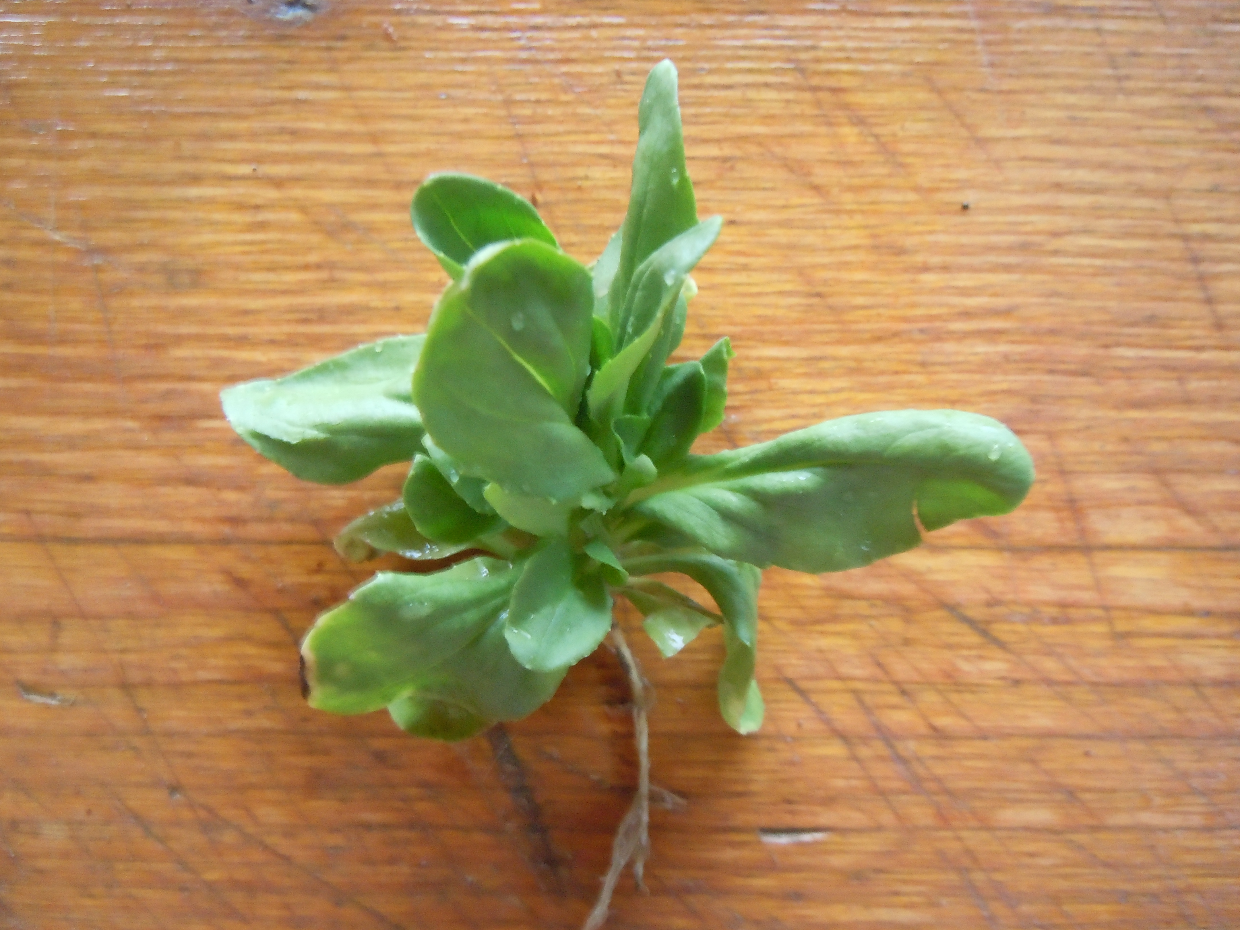 Valerianella | Sapori di Capolavia