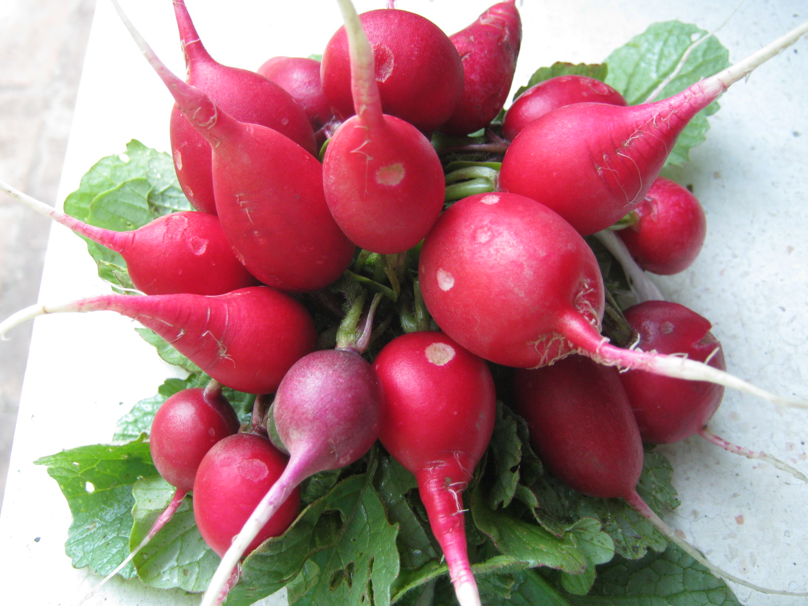 Ravanelli | Sapori di Capolavia