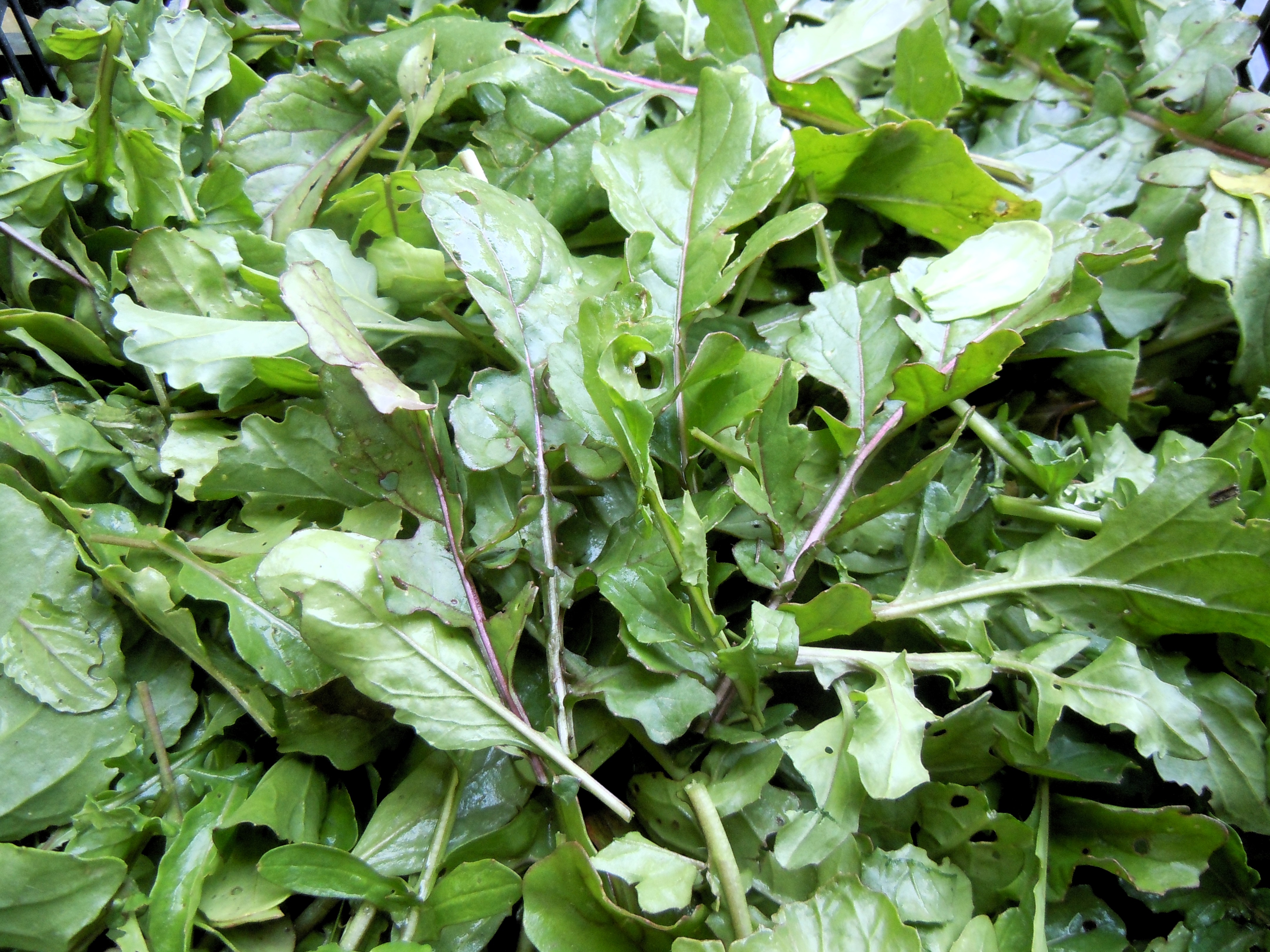 Rucola | Sapori di Capolavia