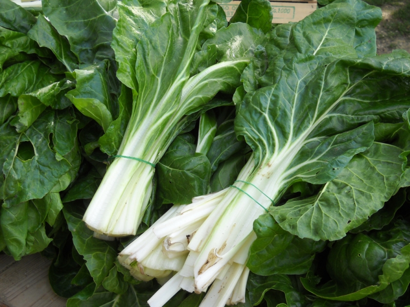 Bieta da costa | Sapori di Capolavia